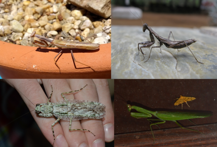 Praying mantises and fungi :: Dr Wellham
